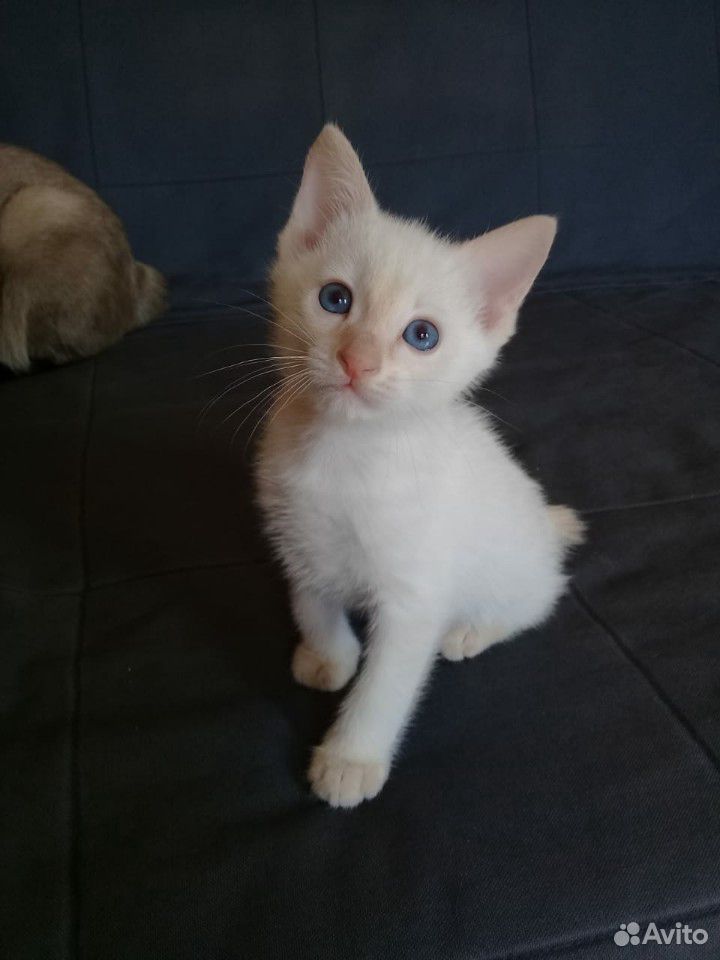 Котята породы меконгский бобтейл