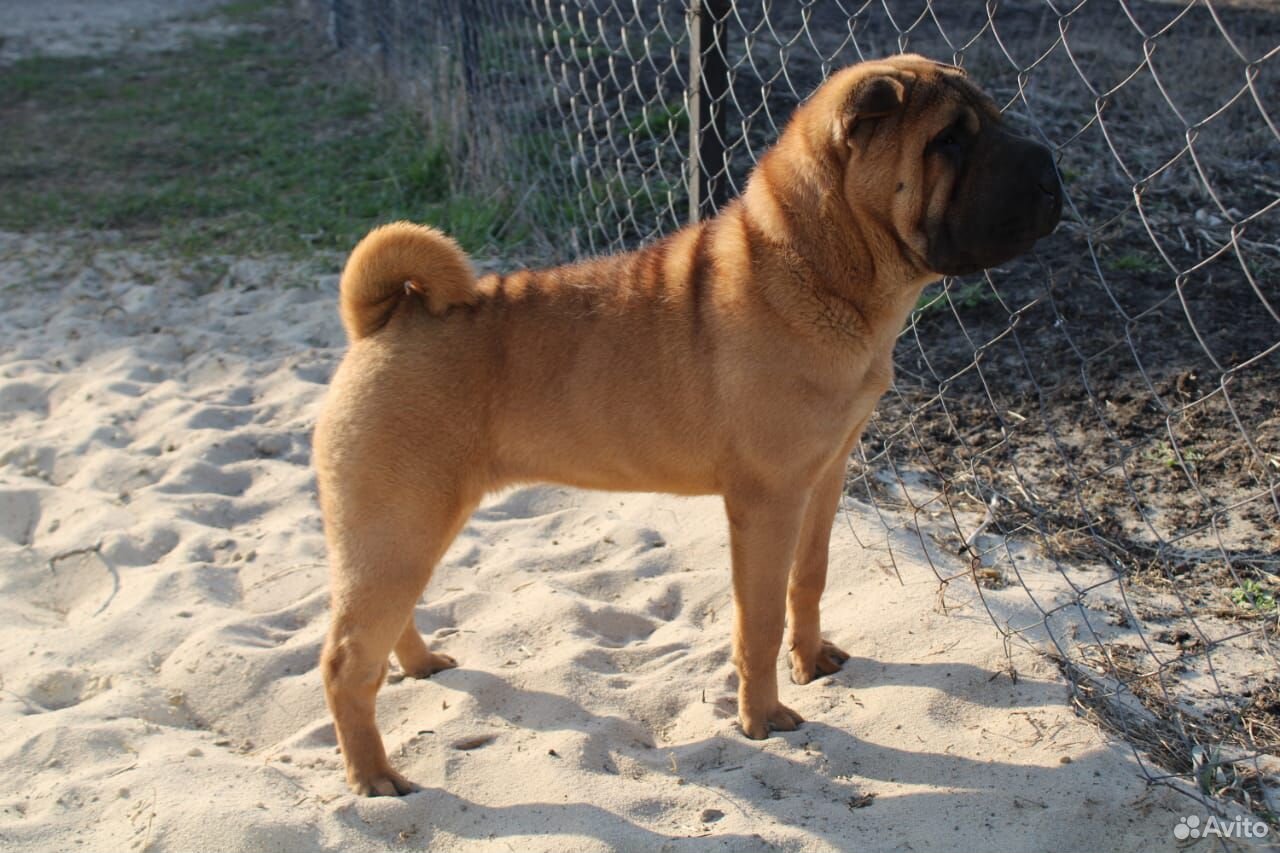 Породистые Шарпеи