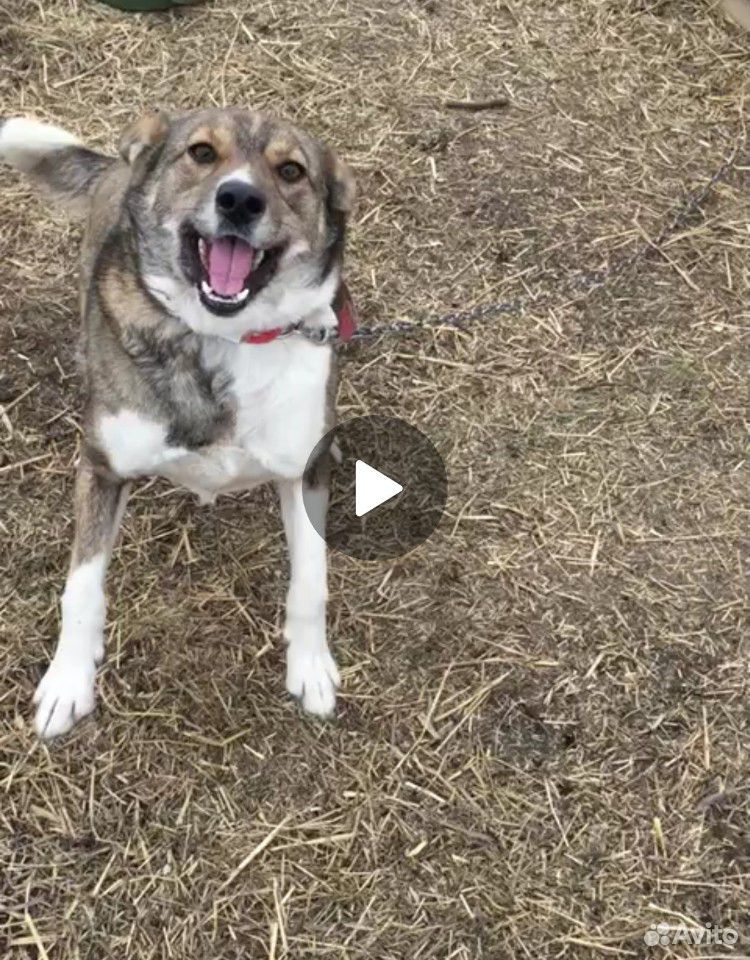 Собака бесплатно