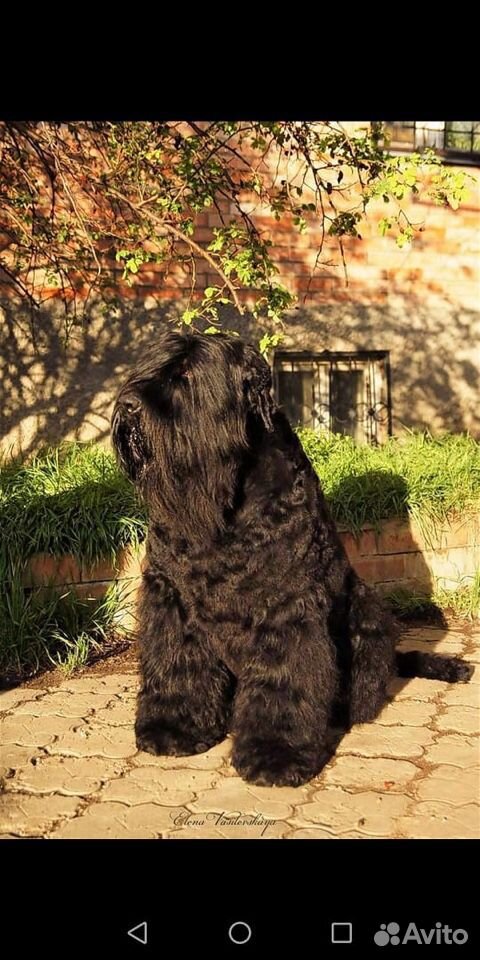 Русский чёрный терьер