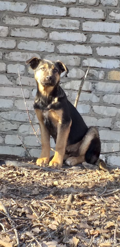 Кобелёк в добрые руки