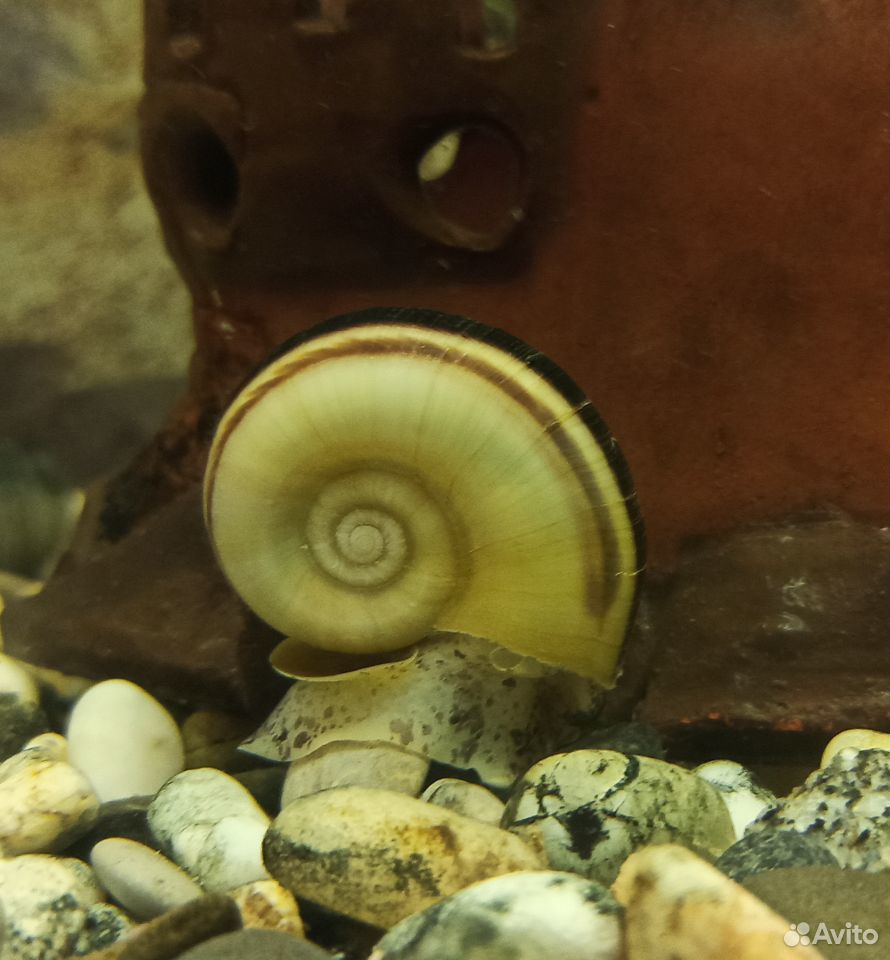 Улитки Маризы 3 штуки