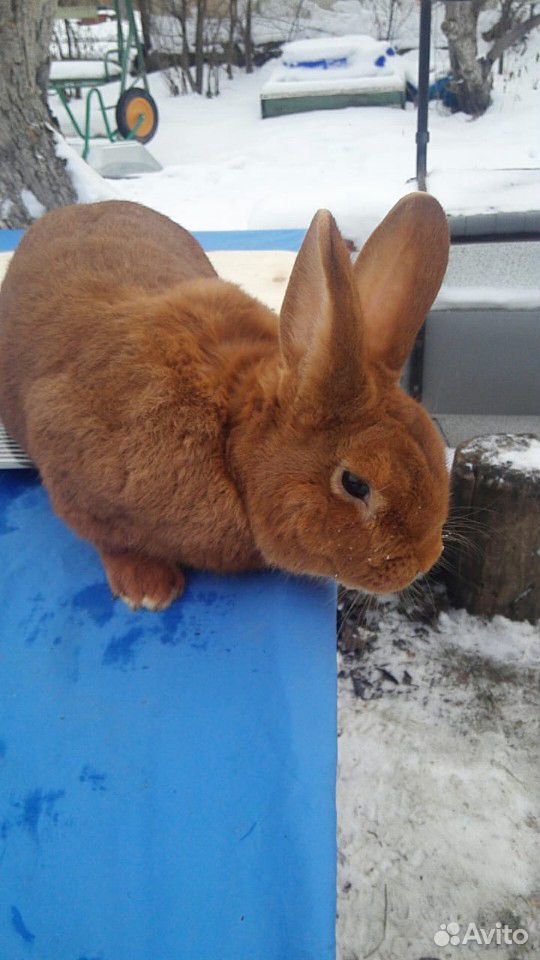 Новозеландские красные и Белые