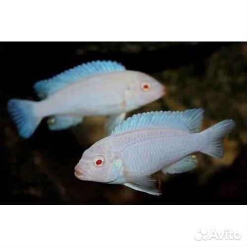 Псевдотрофеус Снежный принц