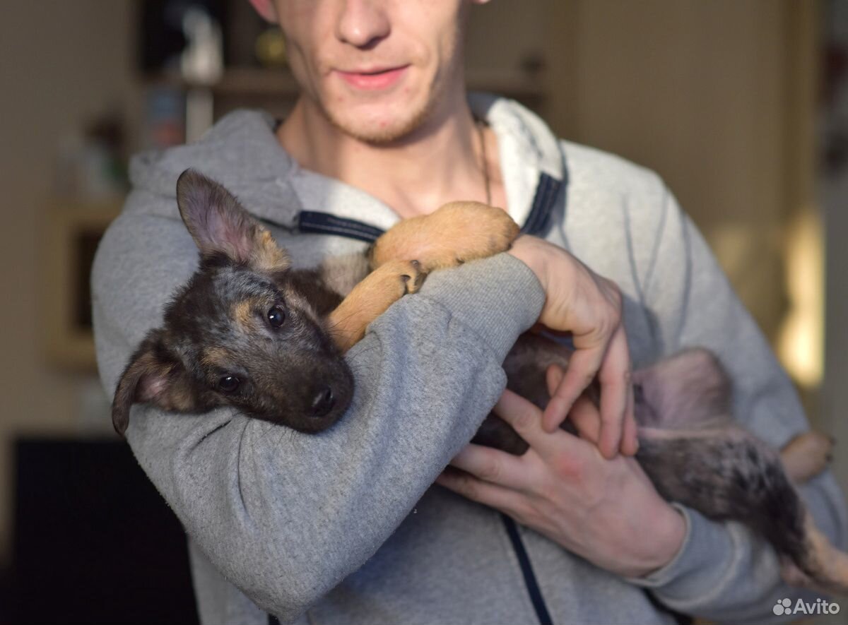 Щенок в добрые руки, некрупным растет :)