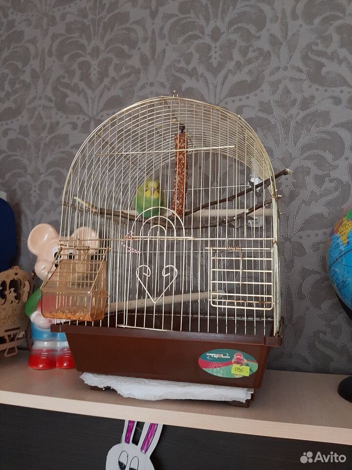 Клетка с попугаем