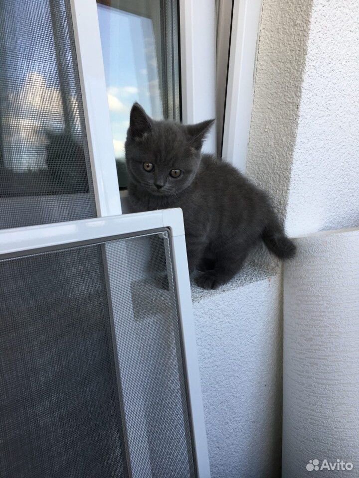 Шотландский котенок