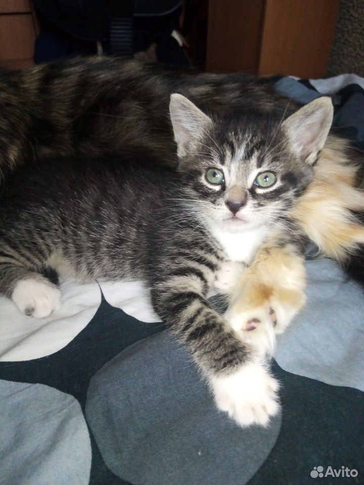 Котенок