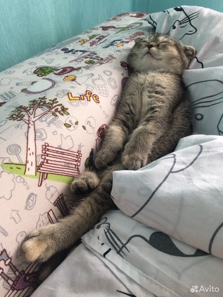 Продаю котёнка,шотландец.Девочка (Скотиш Фолд) Про