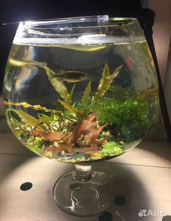 Аквариум-бокал (чаша) объемом 9л и 5л