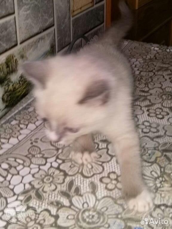 Котик в добрые руки