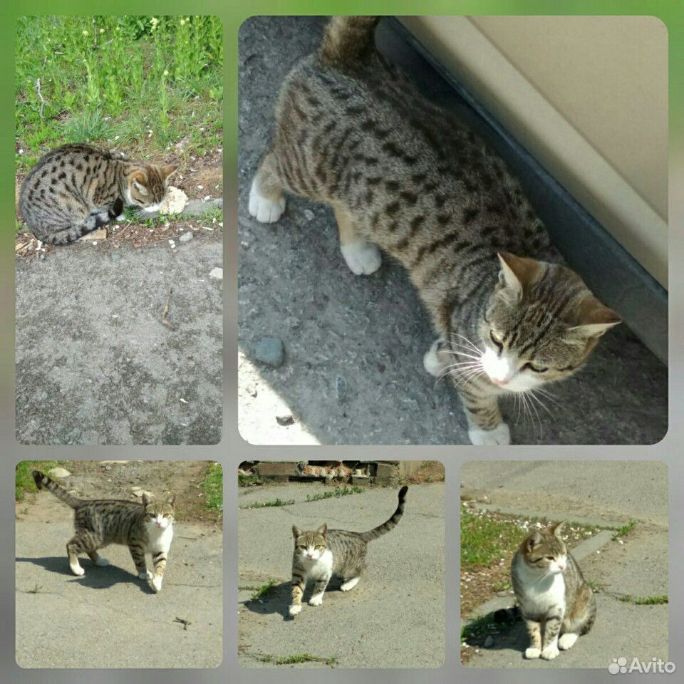 В добрые руки кот