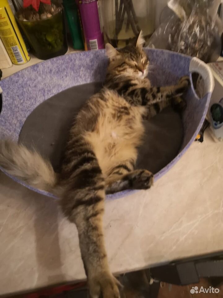 Котик, приносящий здоровье