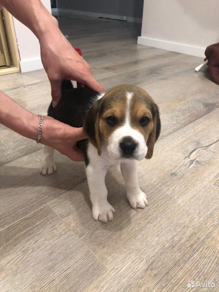 Щенок бигля мальчик РКФ