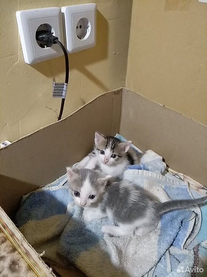 Котята. Мальчики. отдадим в добрые руки