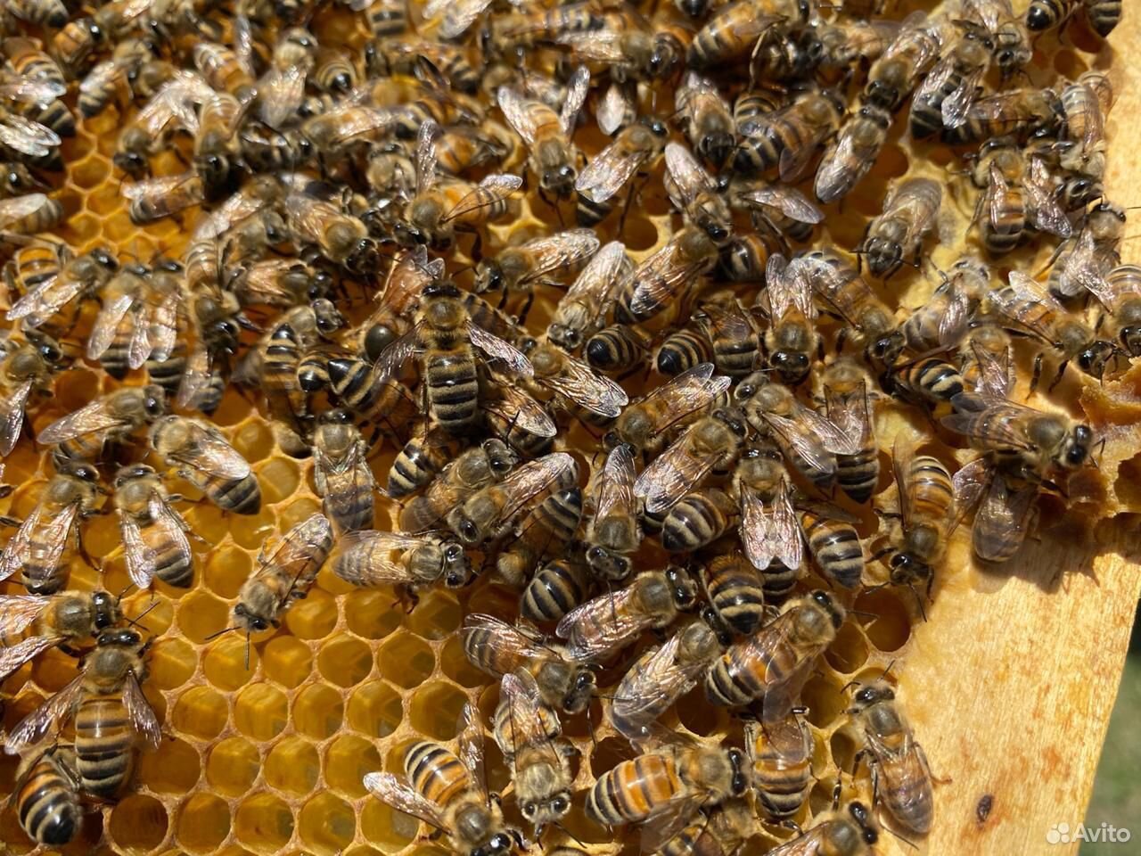 Бессотовый Пчелопакет 2020