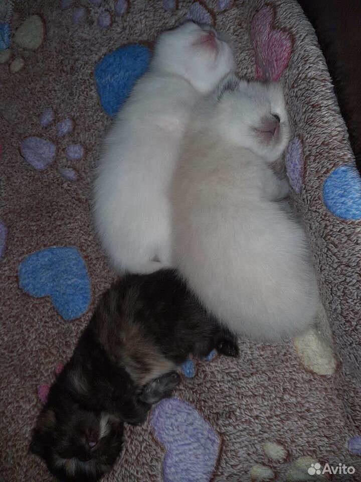 Экзоты малыши