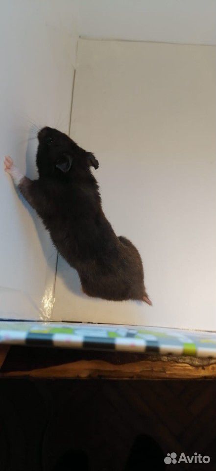 Продам сибирских хомяков