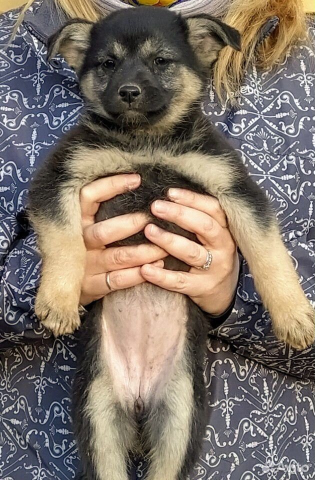 Щенок девочка
