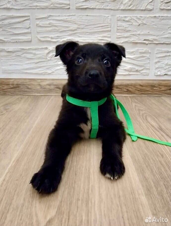 Щенок, мальчик 2,5 мес хочет домой