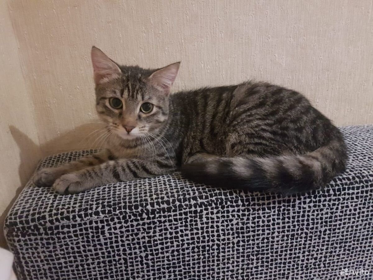 Мотя в поисках дома