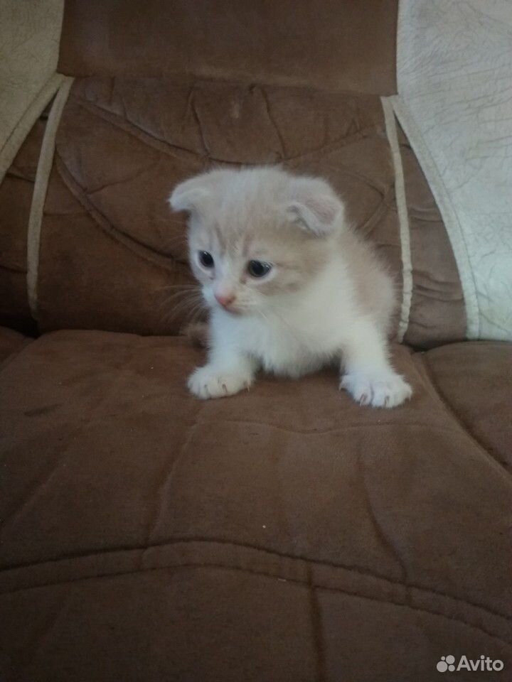 Подарю пушистиков