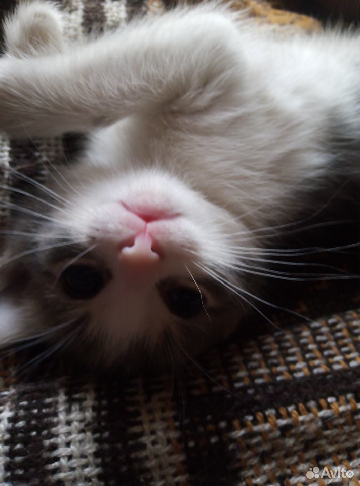 Отдам котёнка в добрые и заботливые руки