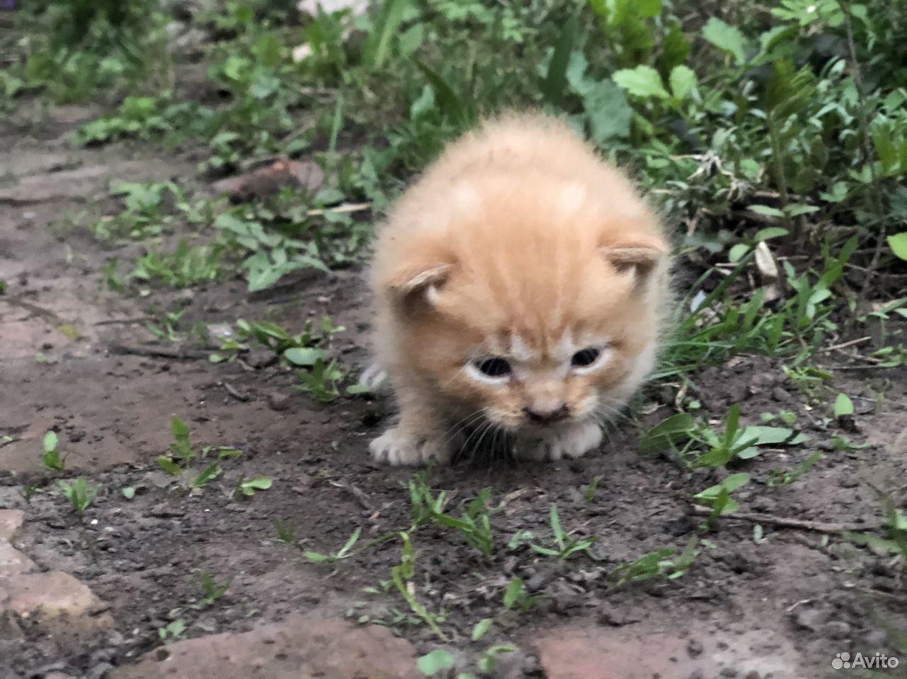 Котёнок, девочка, 2-3 недели