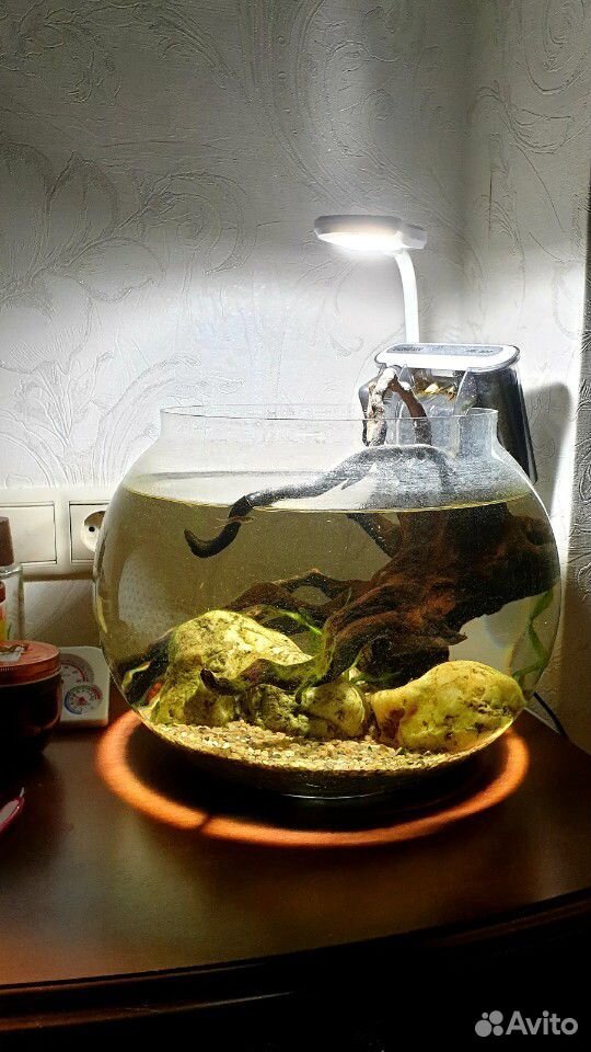 Аквариум 20-25литров вместе с оборудованием. обмен