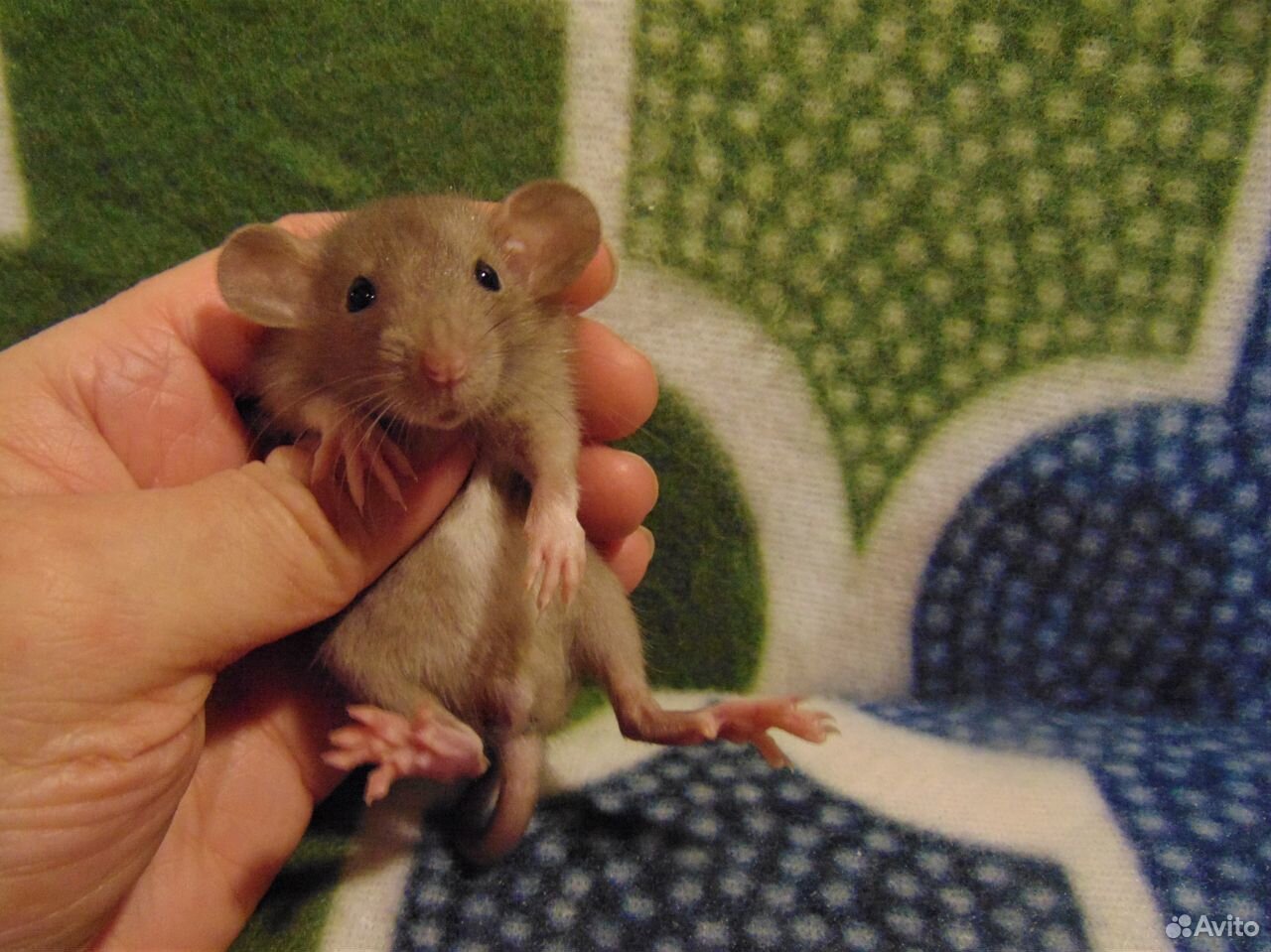 Крысята - дамбо,стандарт, мальчики - бронирование