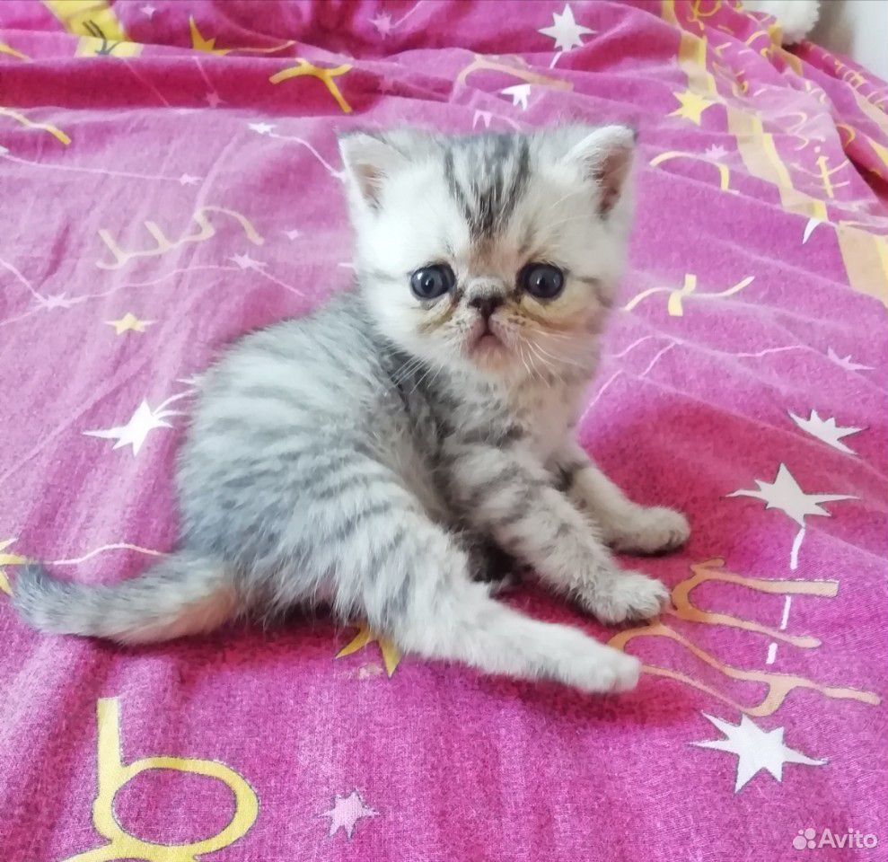 Продам Персидских котят