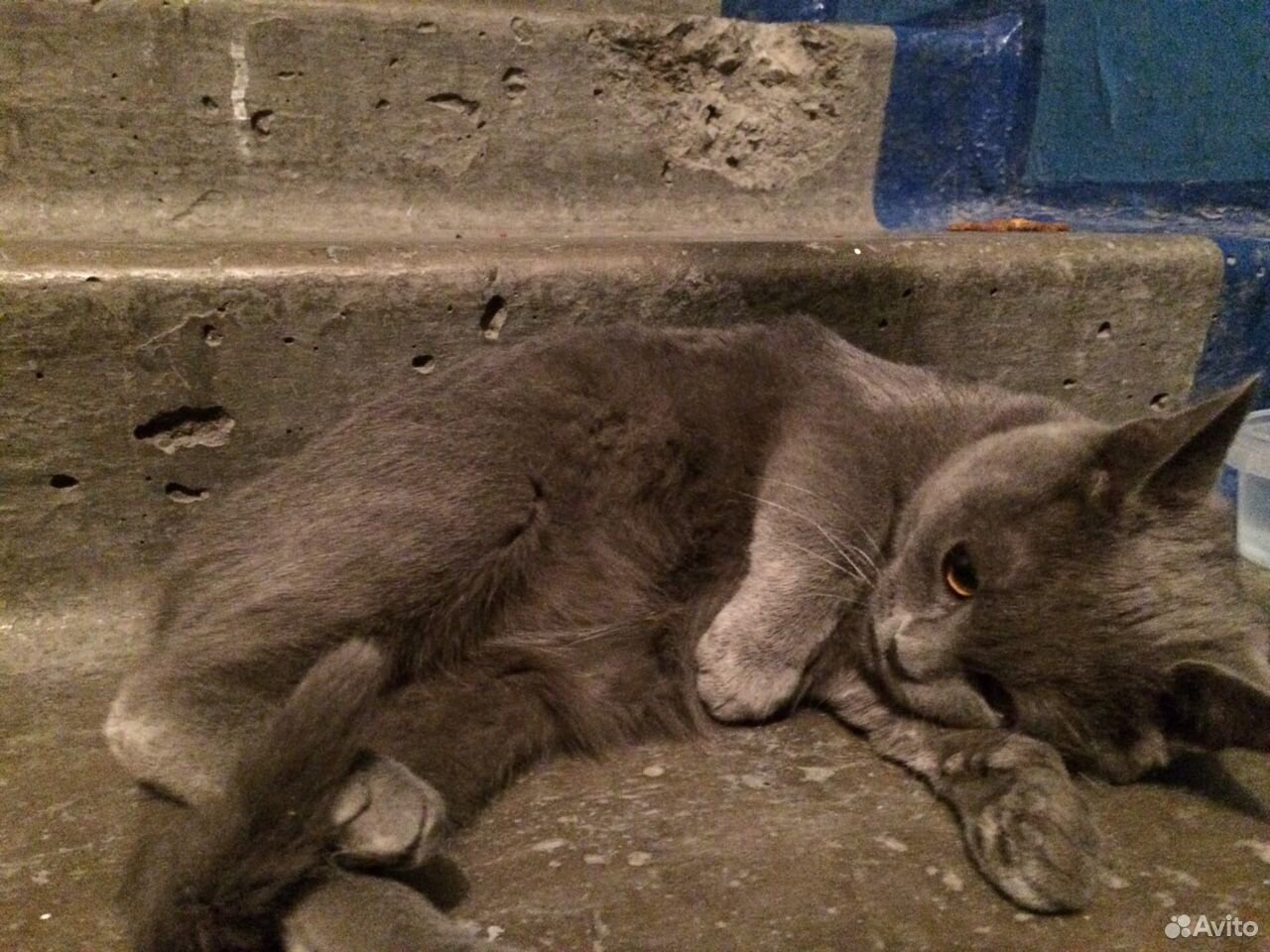 Котёнок ищет дом