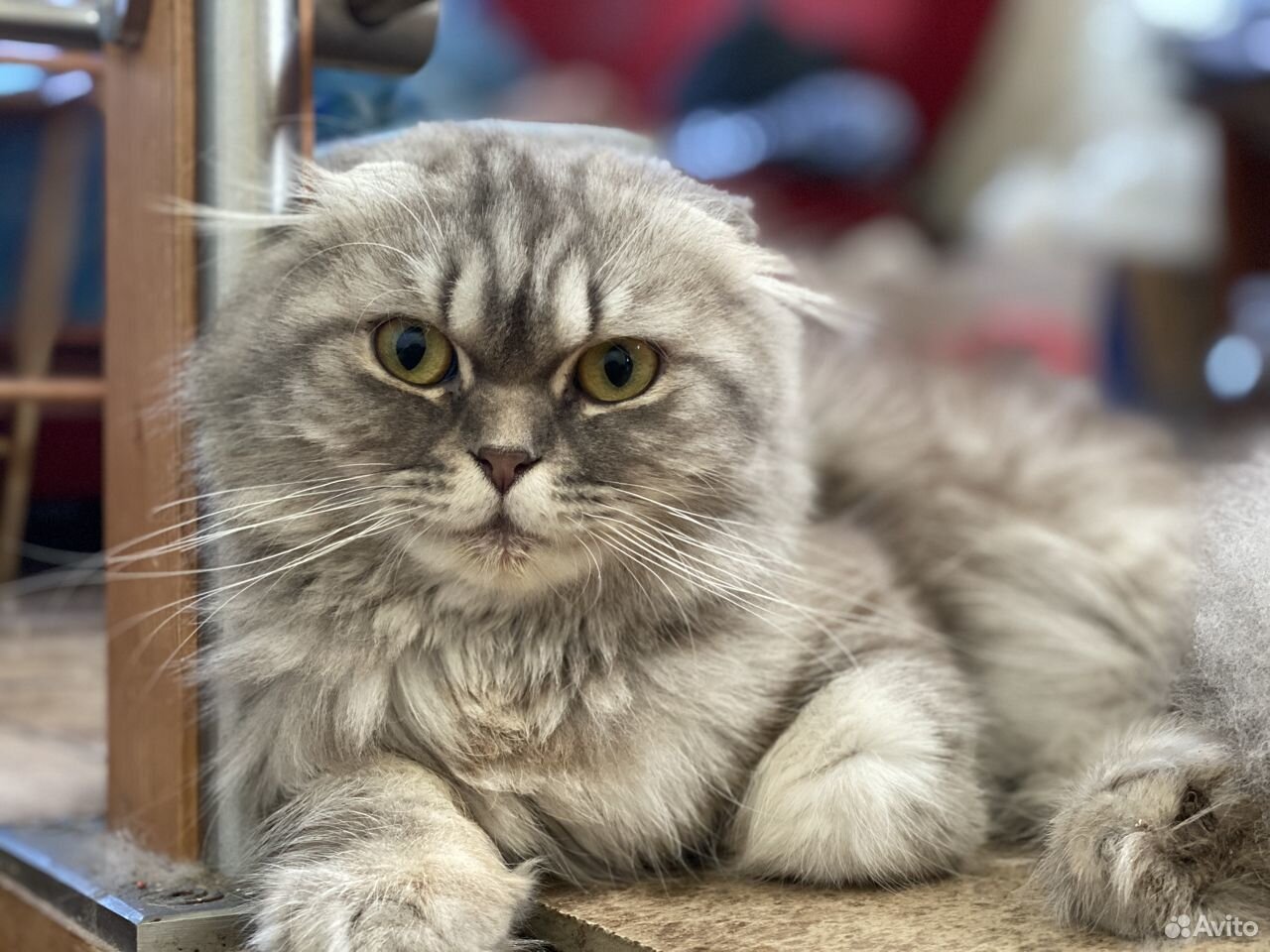 Котята Хайленд фолт