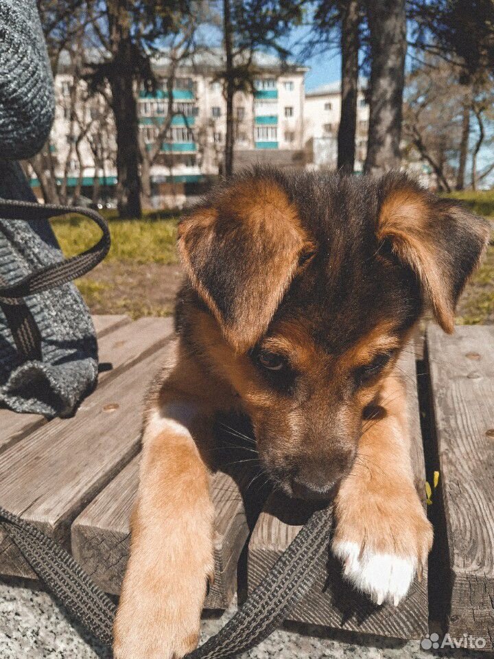 Щенок в надёжные руки