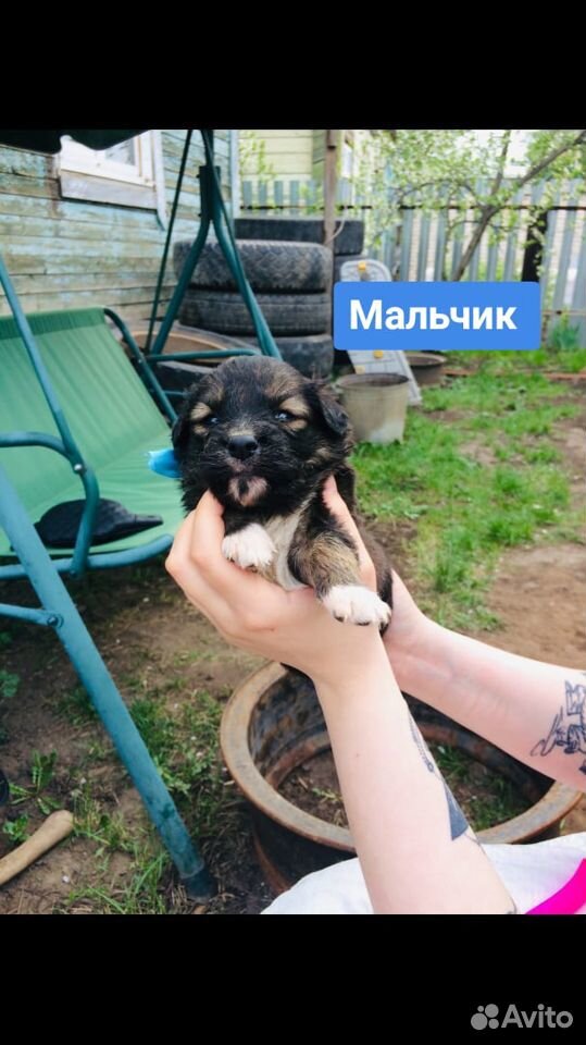 Раздаём маленьких щенят