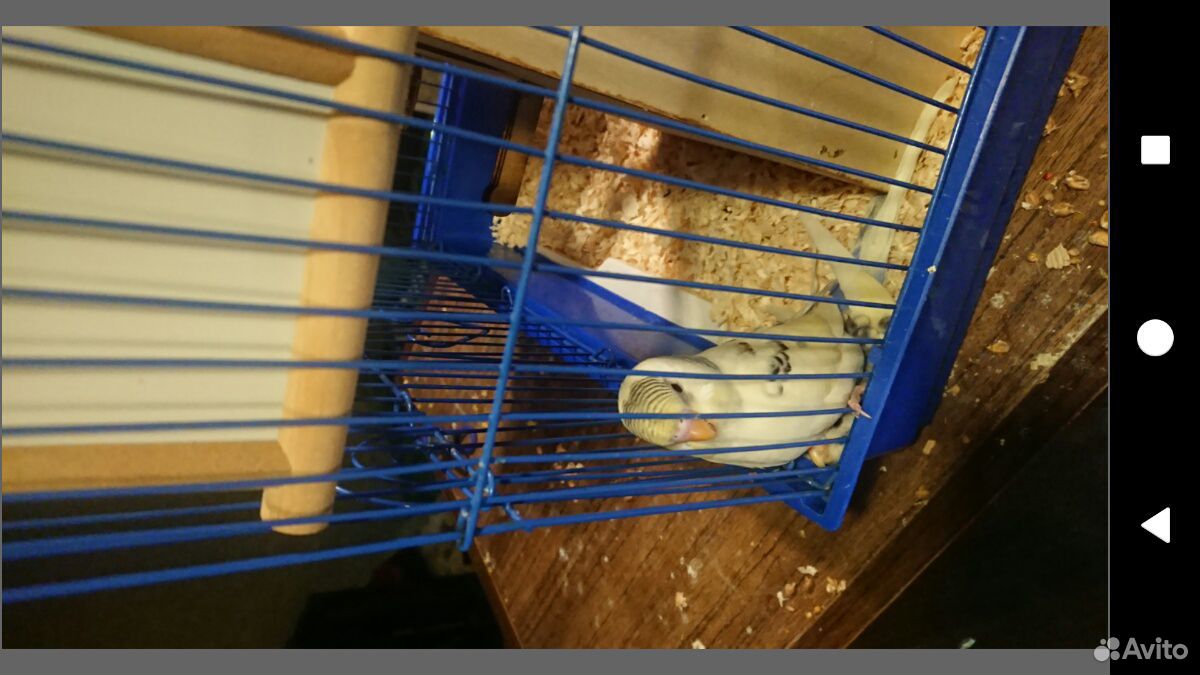 Улетел попугай