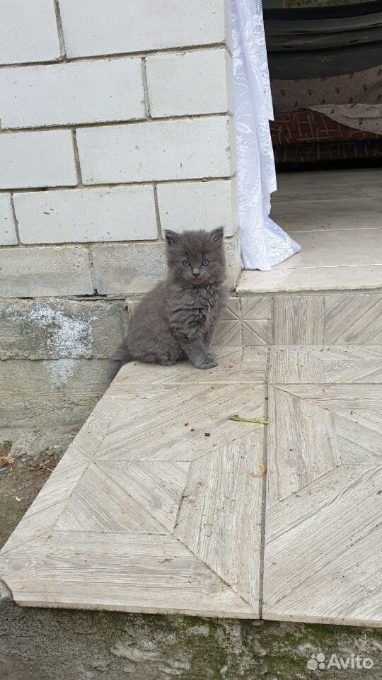 Котенок