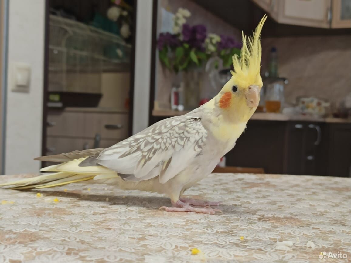 Корелла мальчик