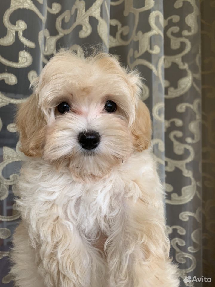 Щенок мальтипу