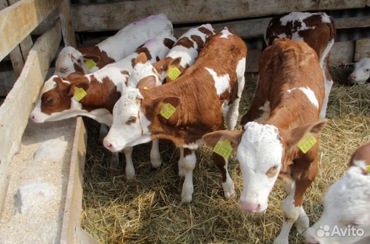 Бычки телята