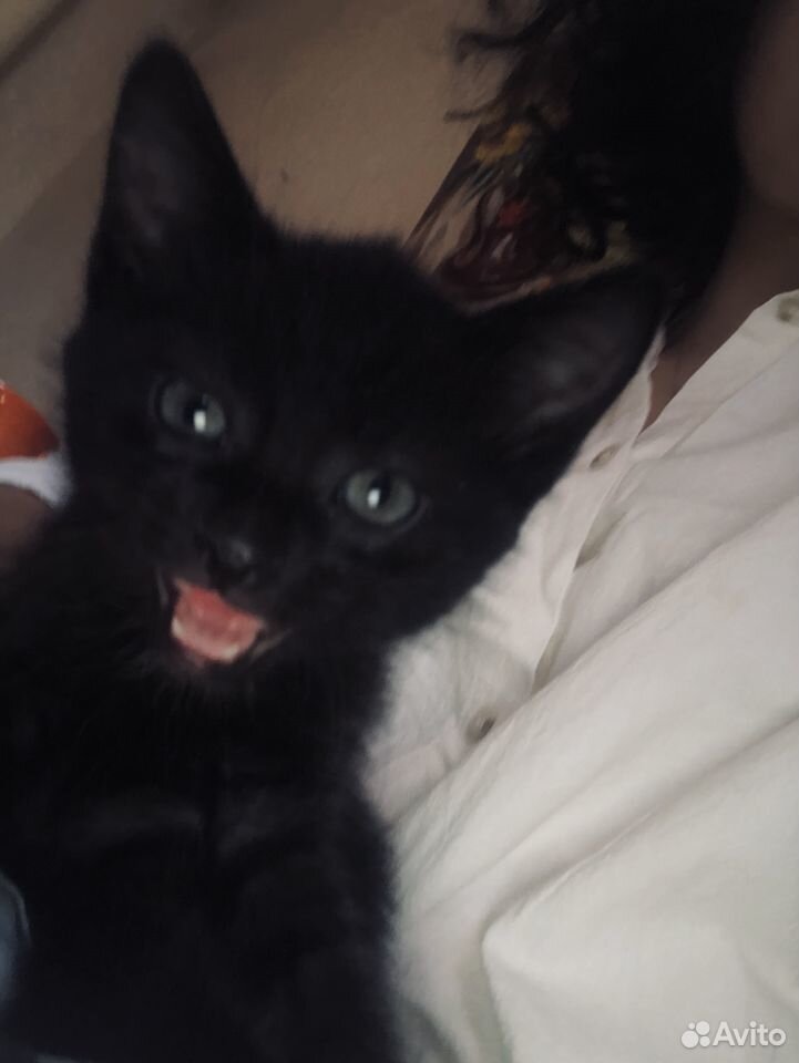 Отдам котёнка