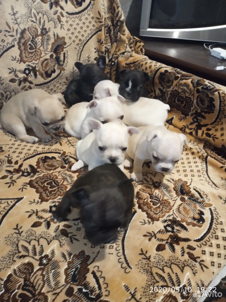 Французики