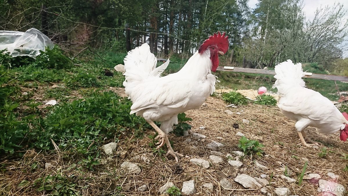 Петух белой минорки