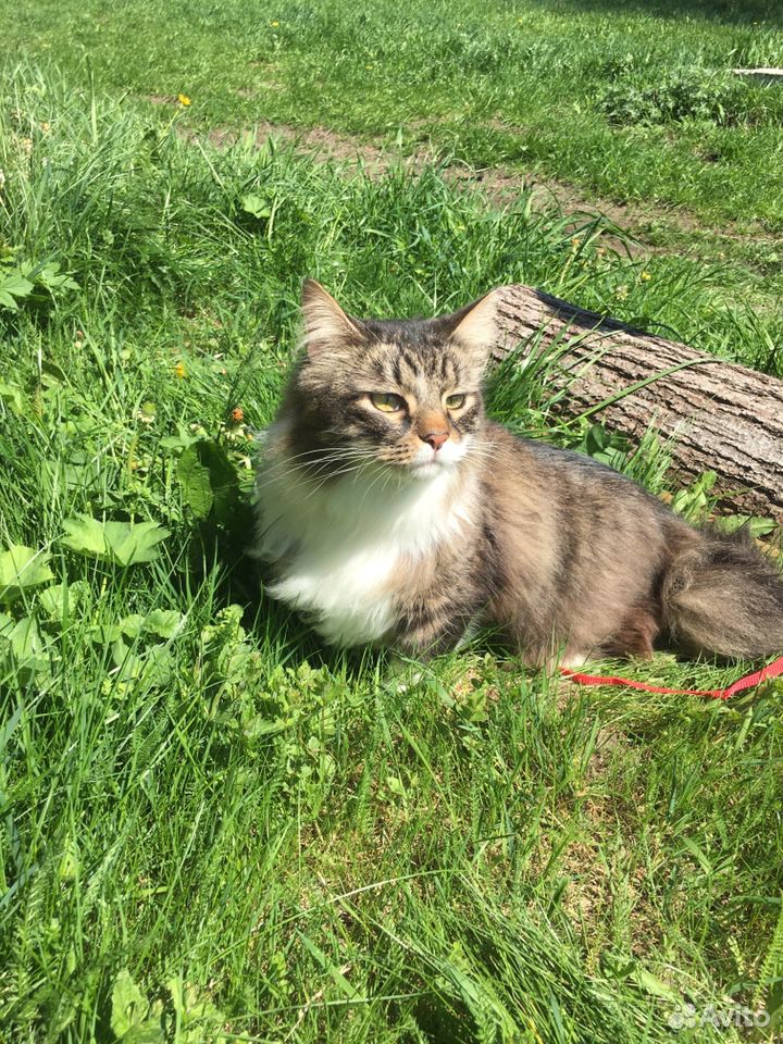 Кот Леошкин в добрые руки