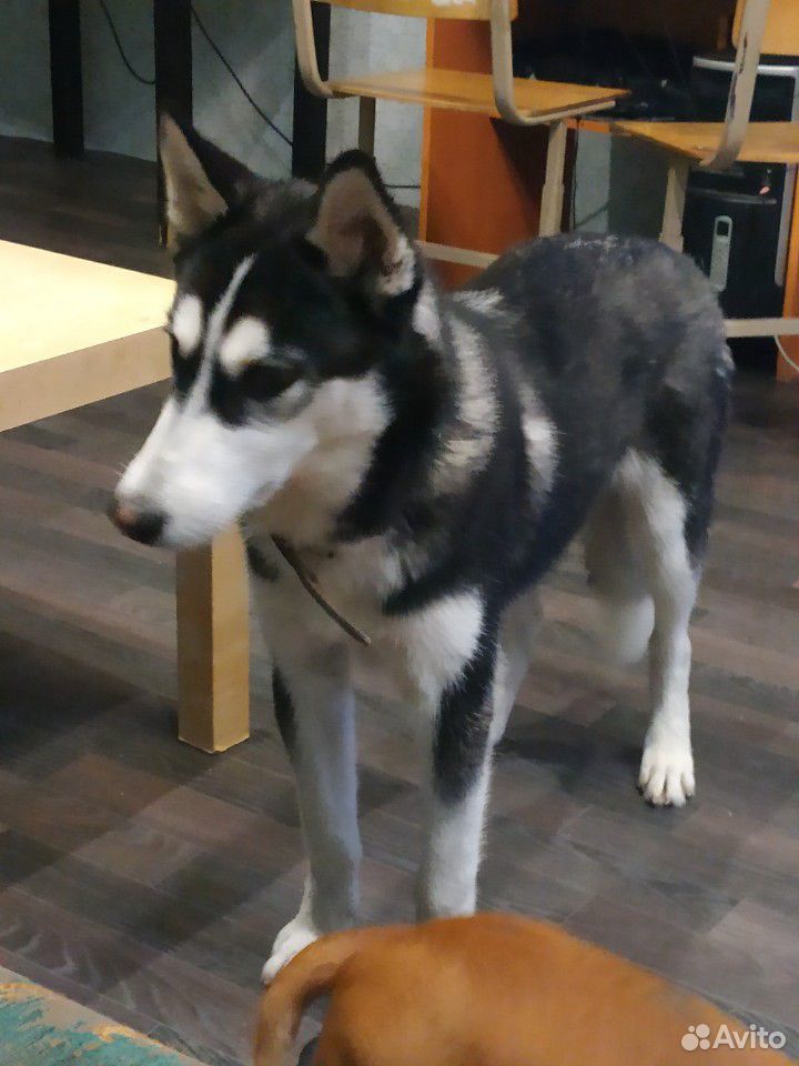 Сибирский хаски пропал сегодня 13 мая