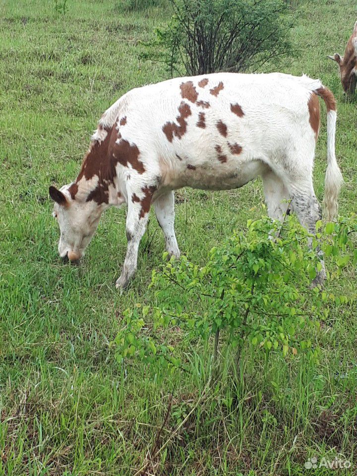 Айшыры, квровы тёлки
