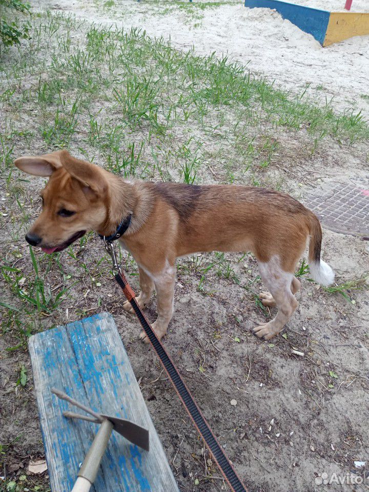 Собака