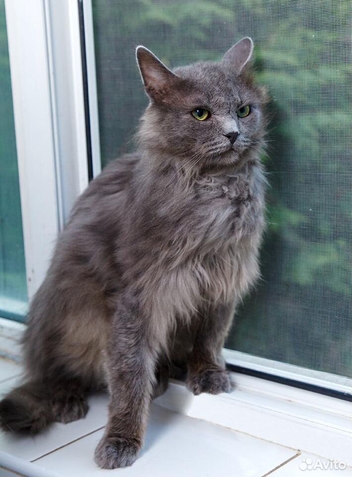 Котик Пашка ищет дом