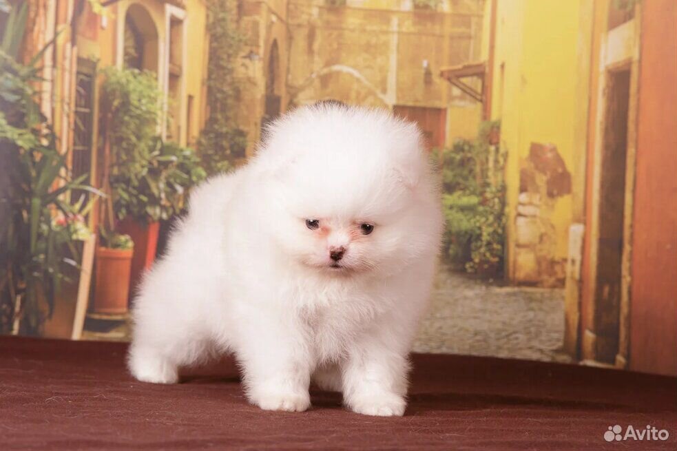 Очаровательная белая девочка померанского шпица