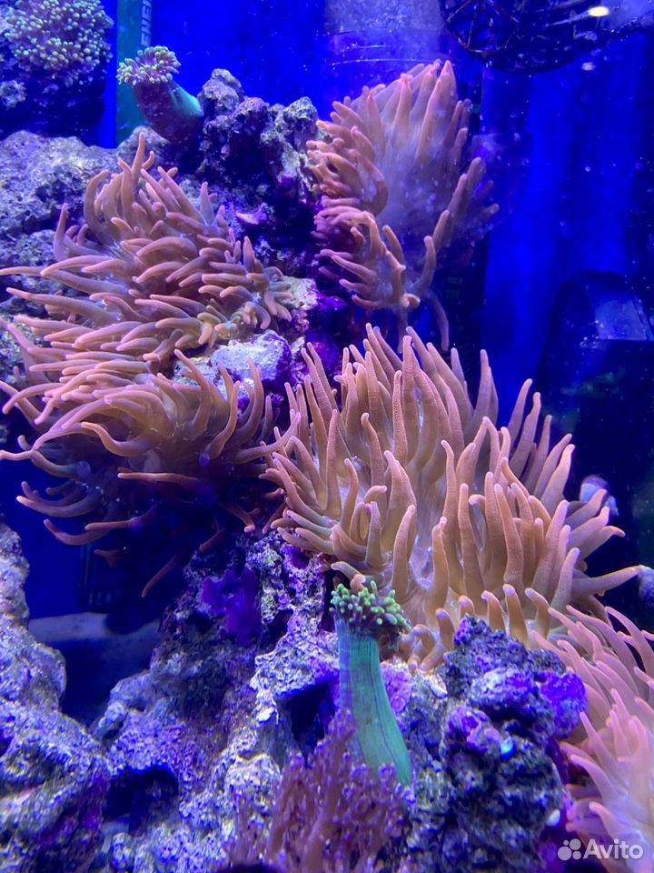 Актинии кирпичные